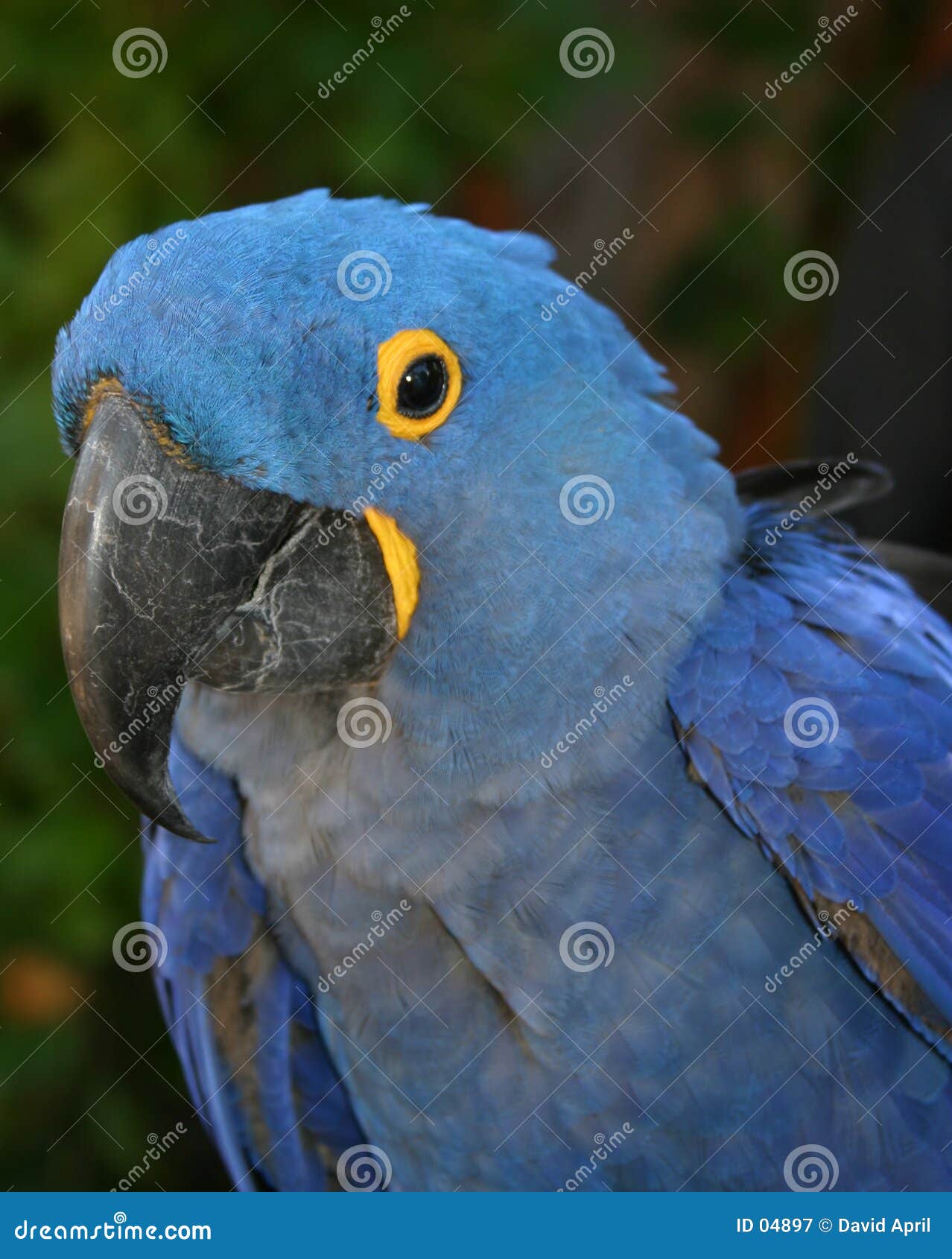 Loro azul imagen de archivo. Imagen de plumas, machacar, loro - 4897