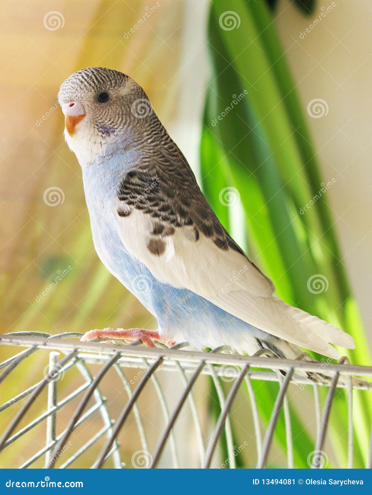 Loro azul imagen de archivo. Imagen de hermoso, pluma - 13494081