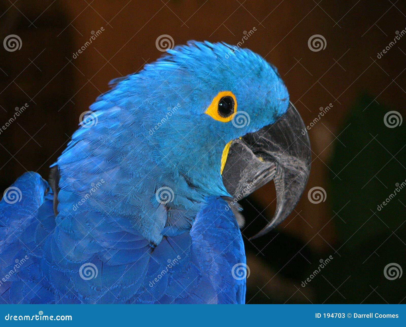 Loro azul imagen de archivo. Imagen de loro, lluvia, amazonas - 194703