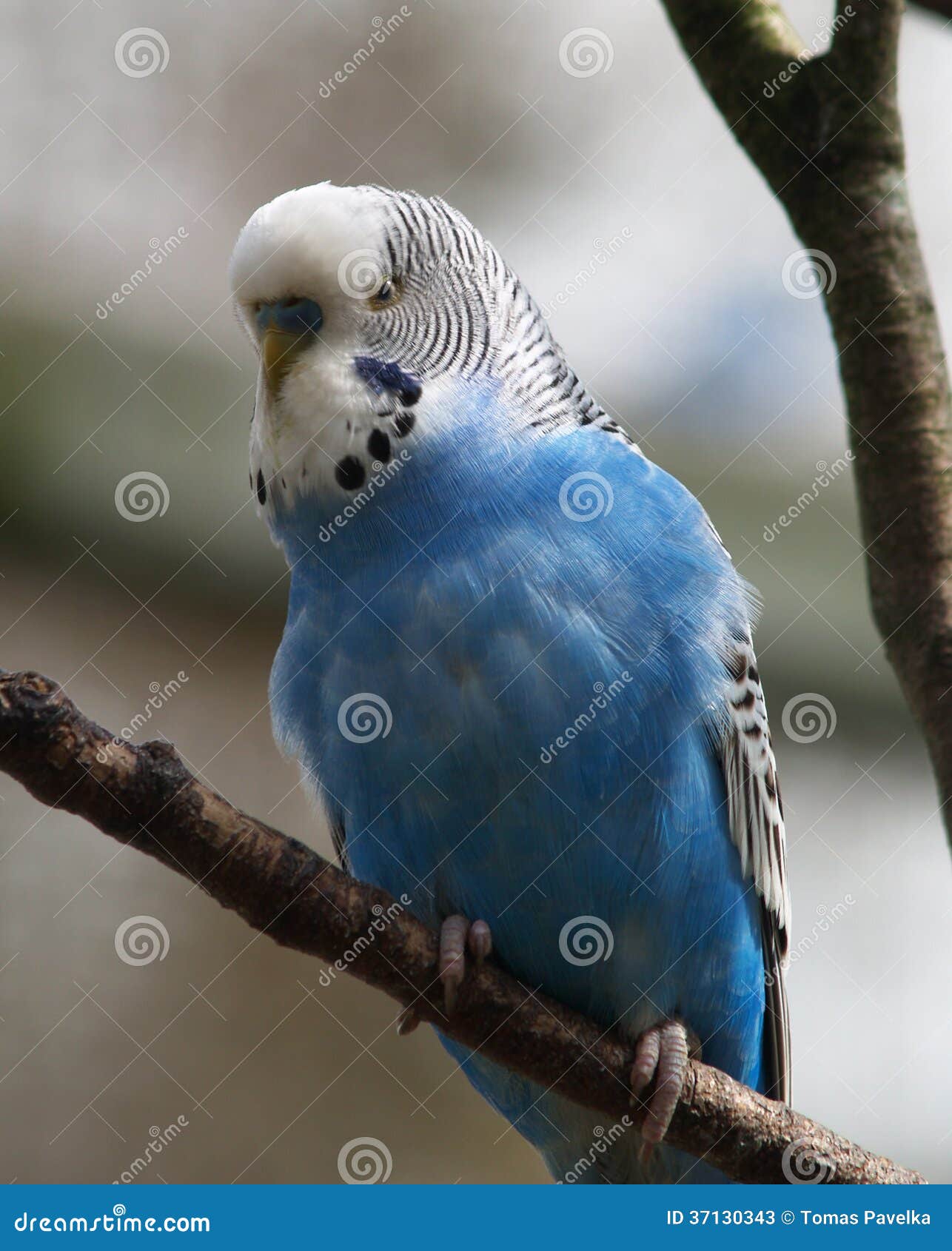 Loro azul imagen de archivo. Imagen de blanco, sentada - 37130343