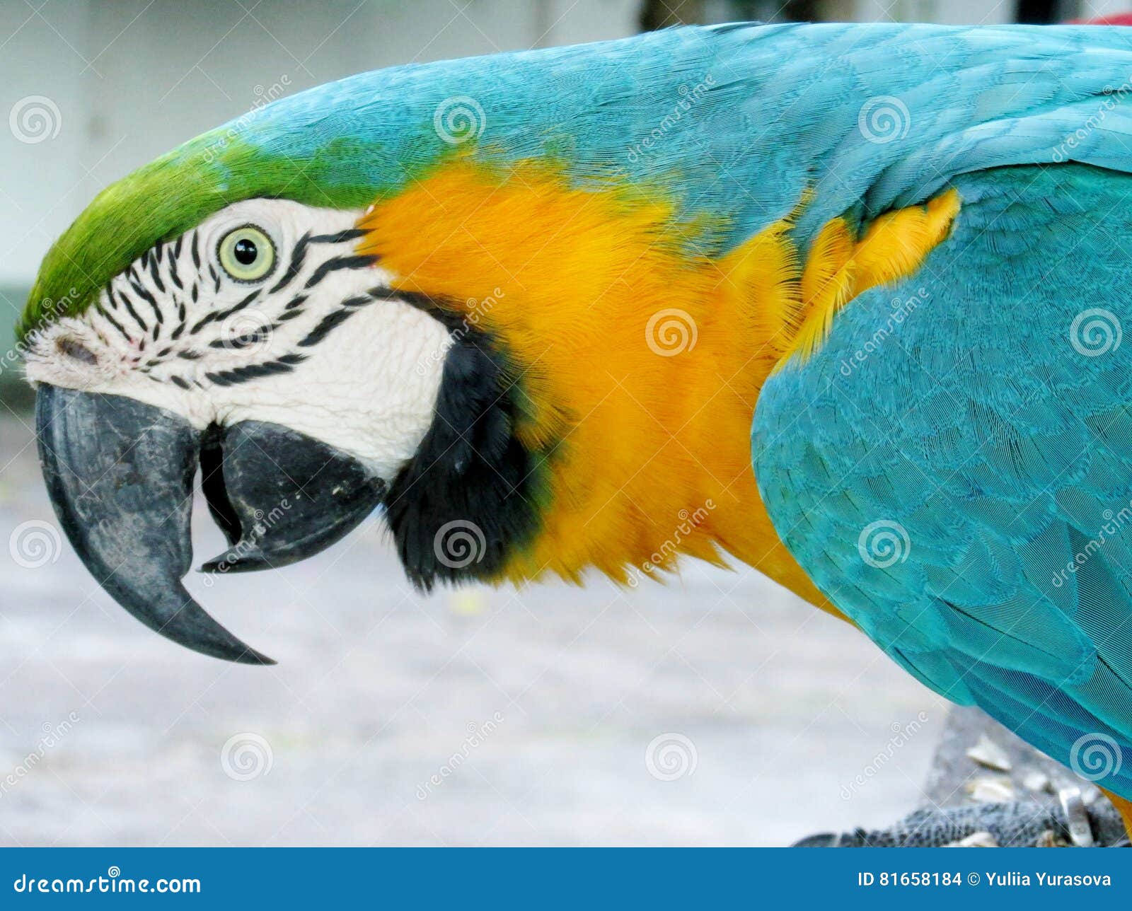 Loro Azul-amarillo del ara foto de archivo. Imagen de animal - 81658184