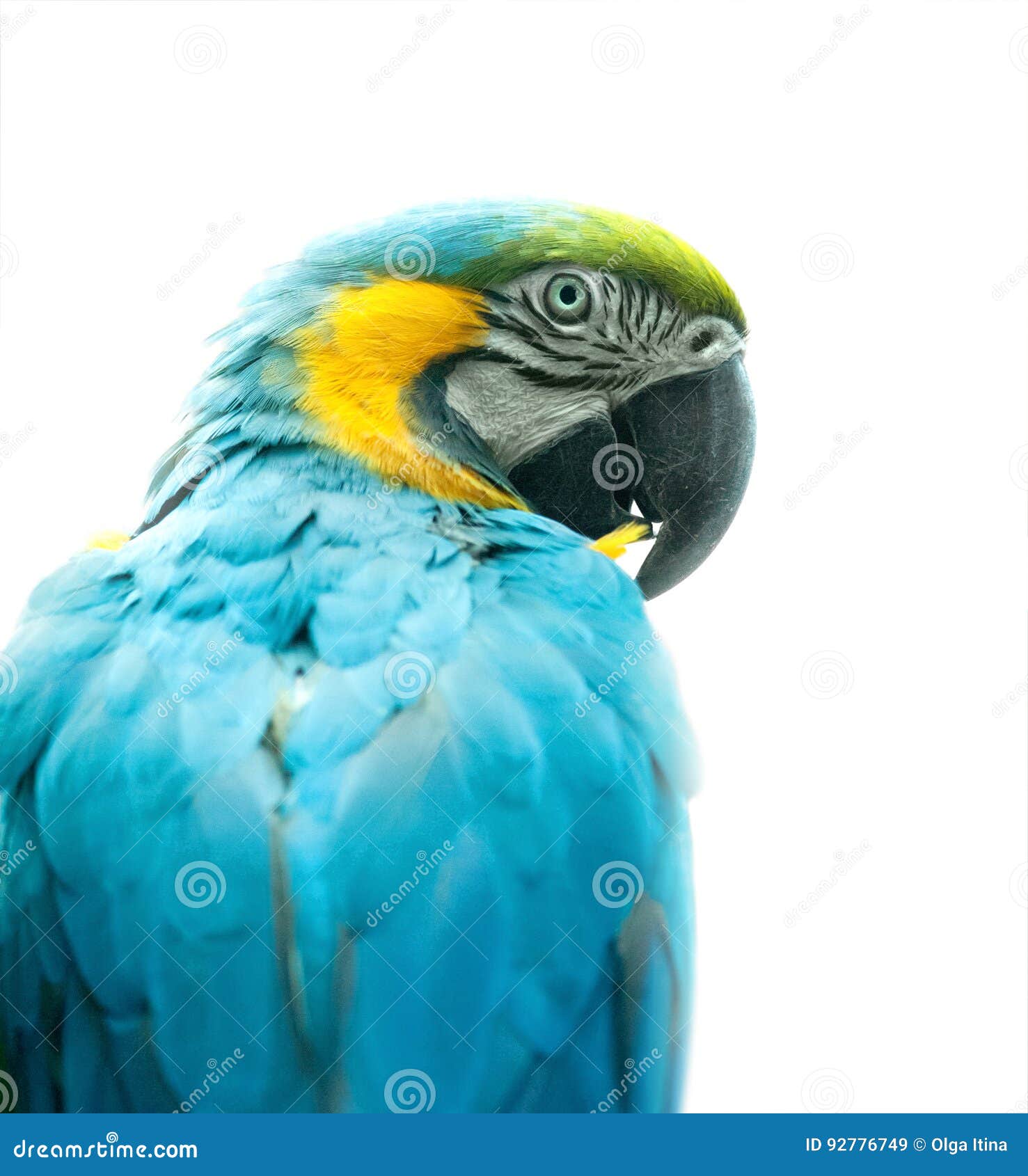 Loro Azul Del Ara Aislado En Blanco Imagen de archivo - Imagen de ...