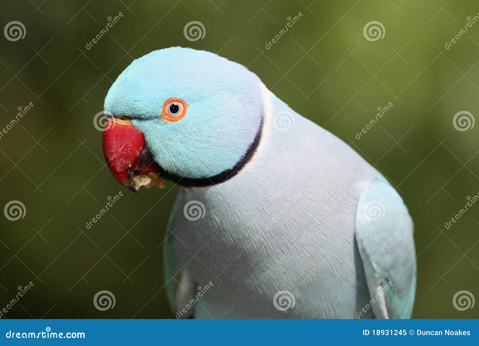 Loro Azul Del Cuello Del Anillo Imagen de archivo - Imagen de anillo ...