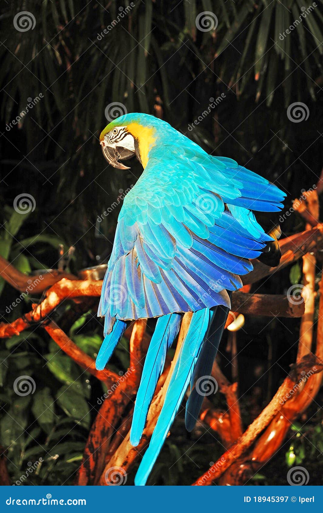 Loro azul exótico imagen de archivo. Imagen de plumas - 18945397