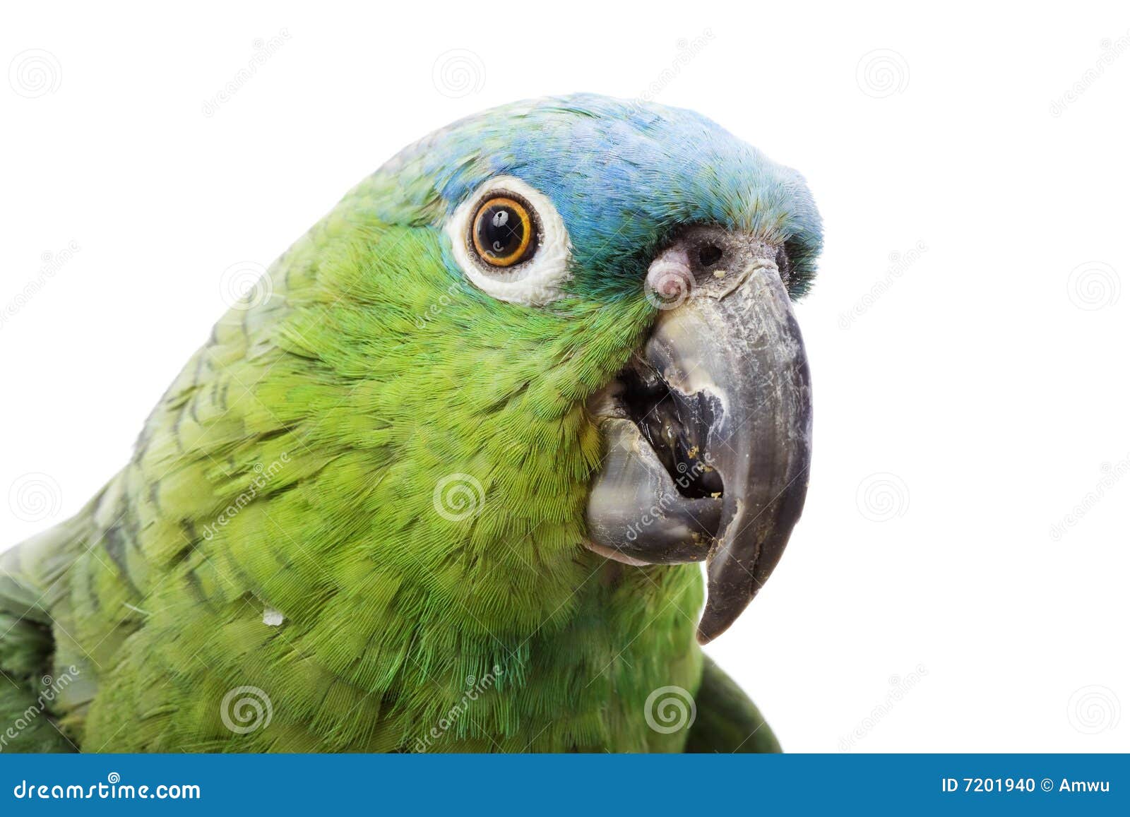 Loro Azul-naped Del Amazonas Foto de archivo - Imagen de copia ...