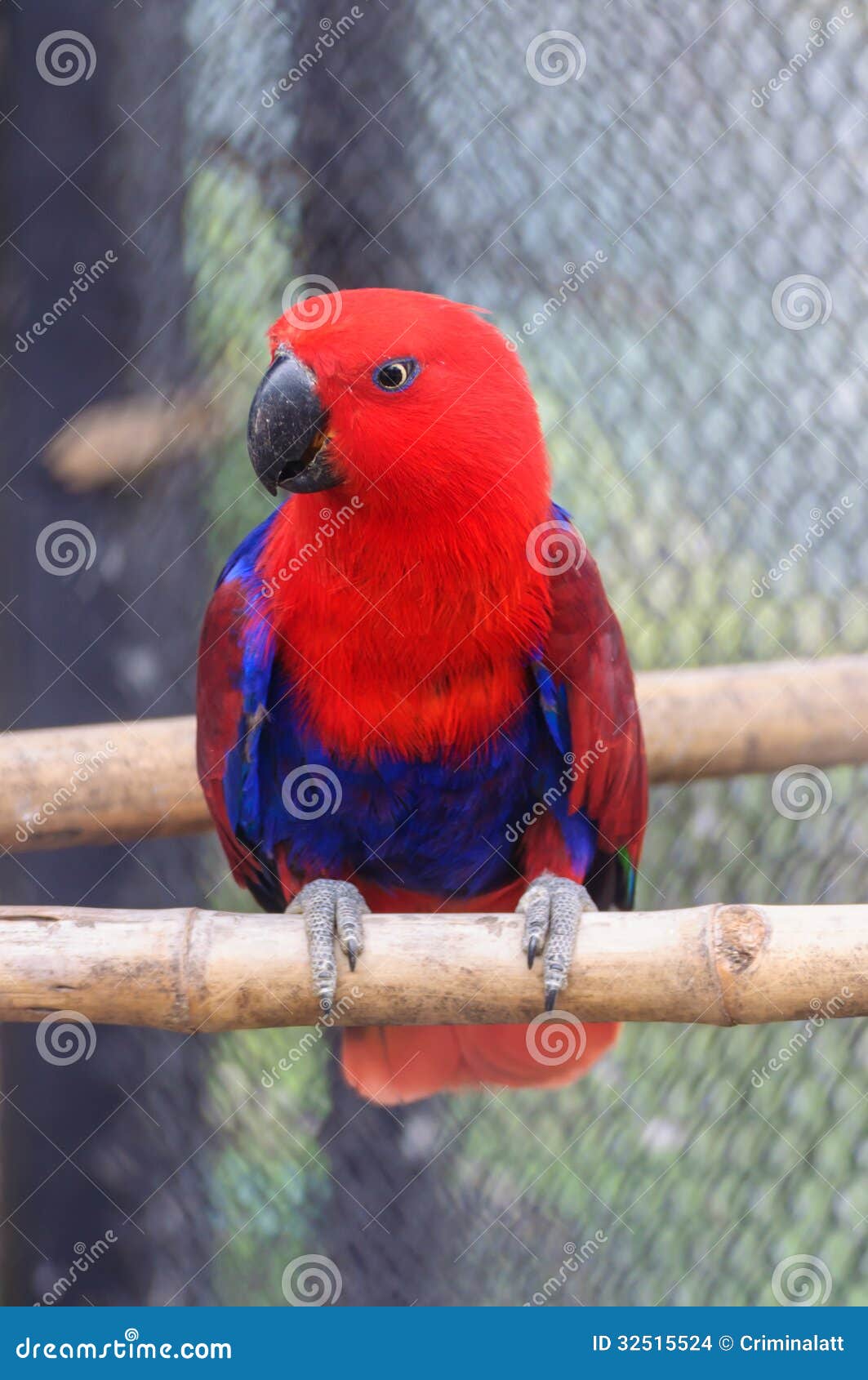 Loro azul rojo del electus foto de archivo. Imagen de vida - 32515524