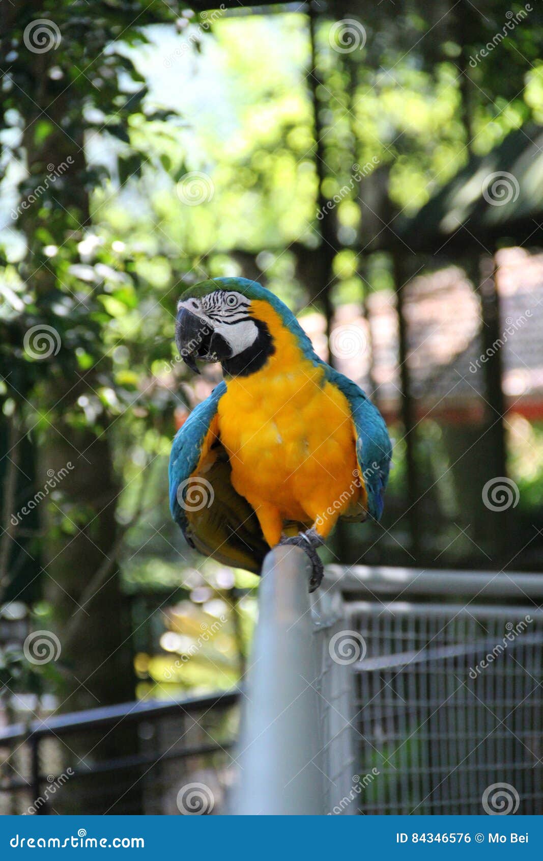 Periquitos Azules Fotos - Libres de Derechos y Gratuitas de Dreamstime