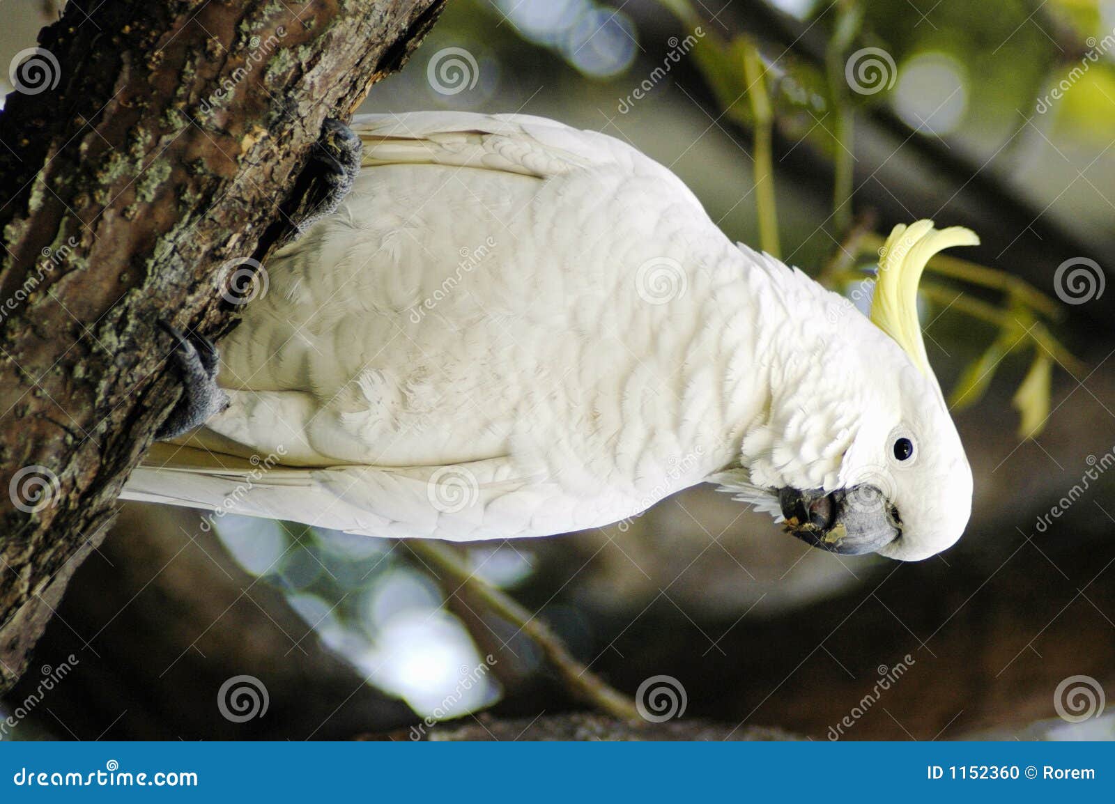 Loro blanco foto de archivo. Imagen de loro, tropical - 1152360