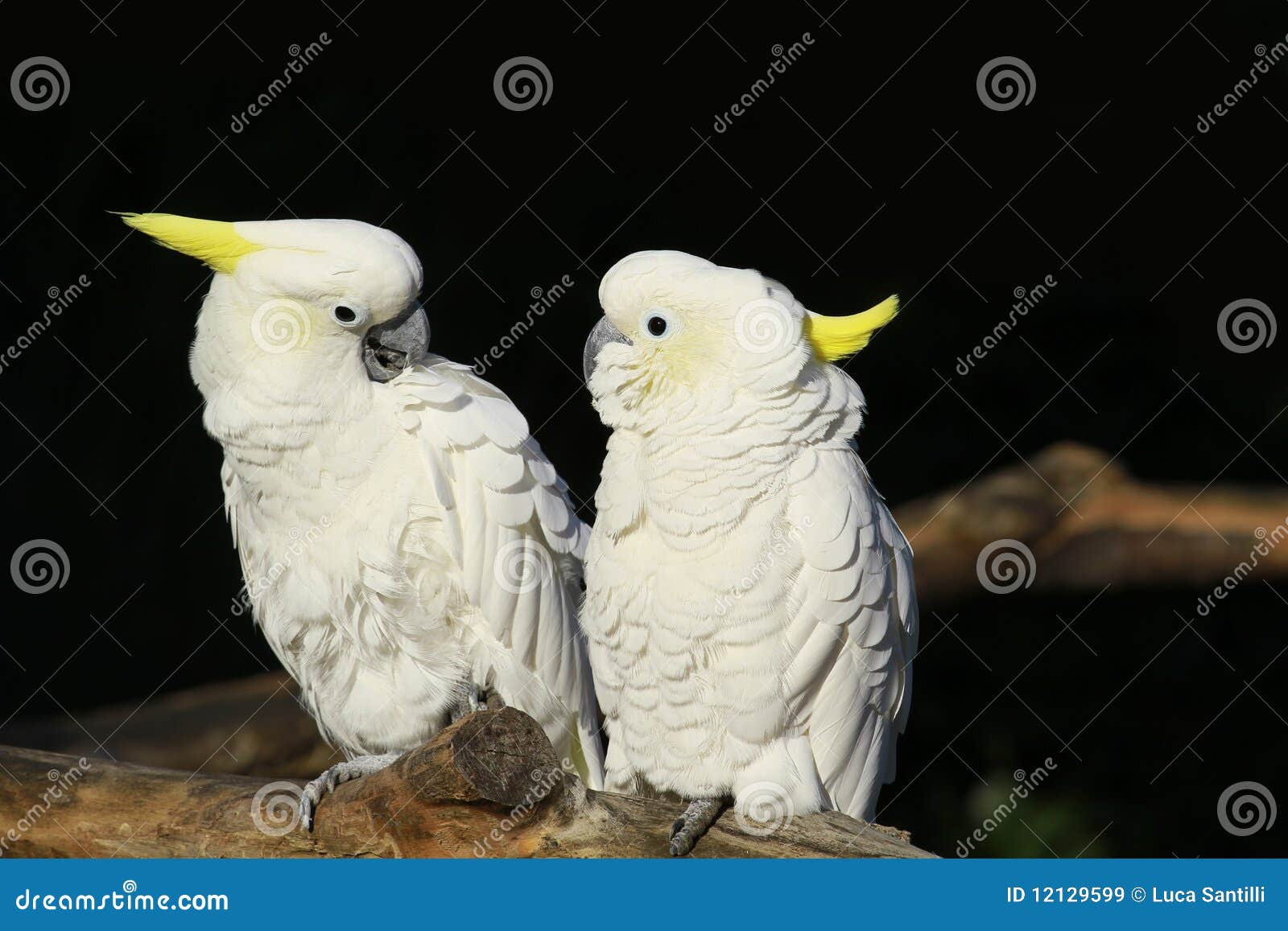 Loro blanco imagen de archivo. Imagen de doméstico, pluma - 12129599