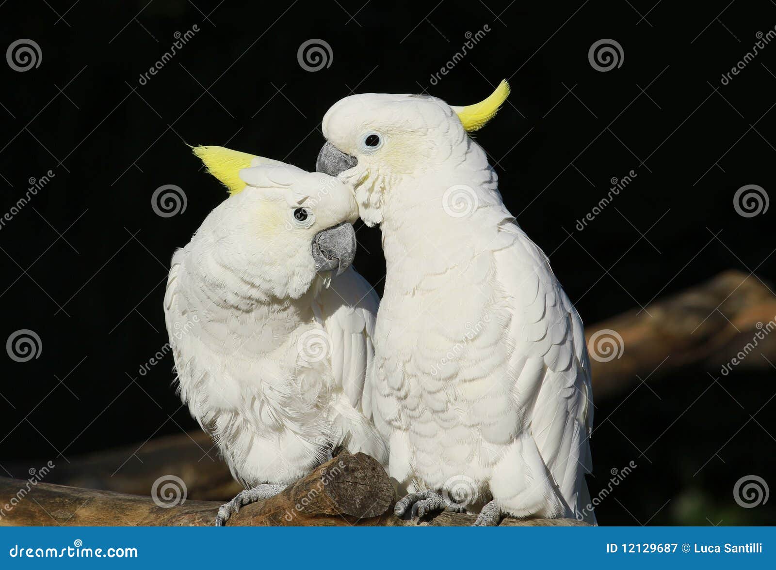 Loro blanco imagen de archivo. Imagen de tiro, azul, plumas - 12129687
