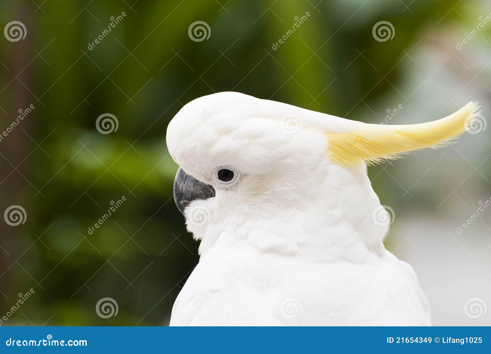 Loro blanco imagen de archivo. Imagen de plumaje, pico - 21654349
