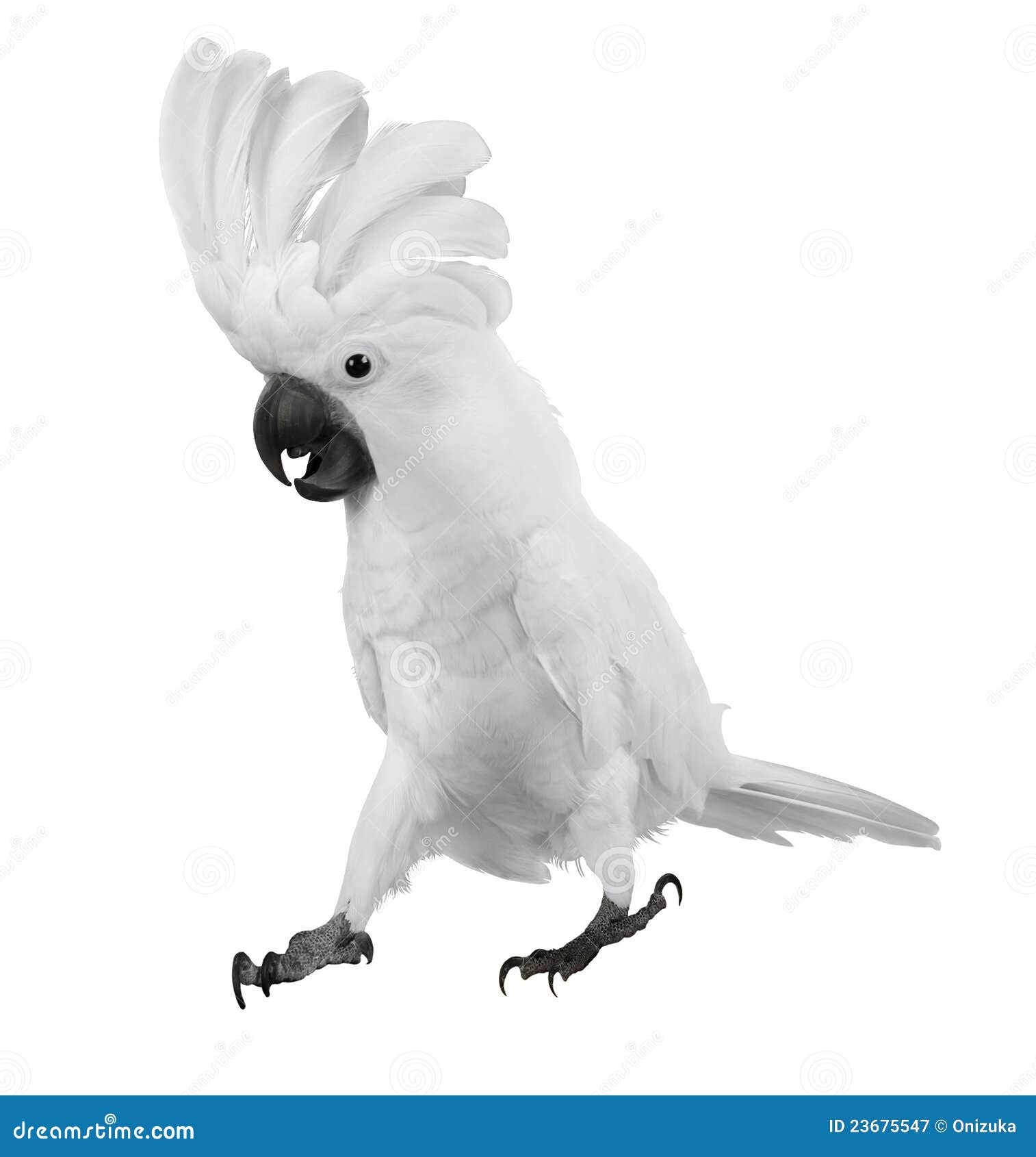 Loro blanco imagen de archivo. Imagen de azul, aviar - 23675547