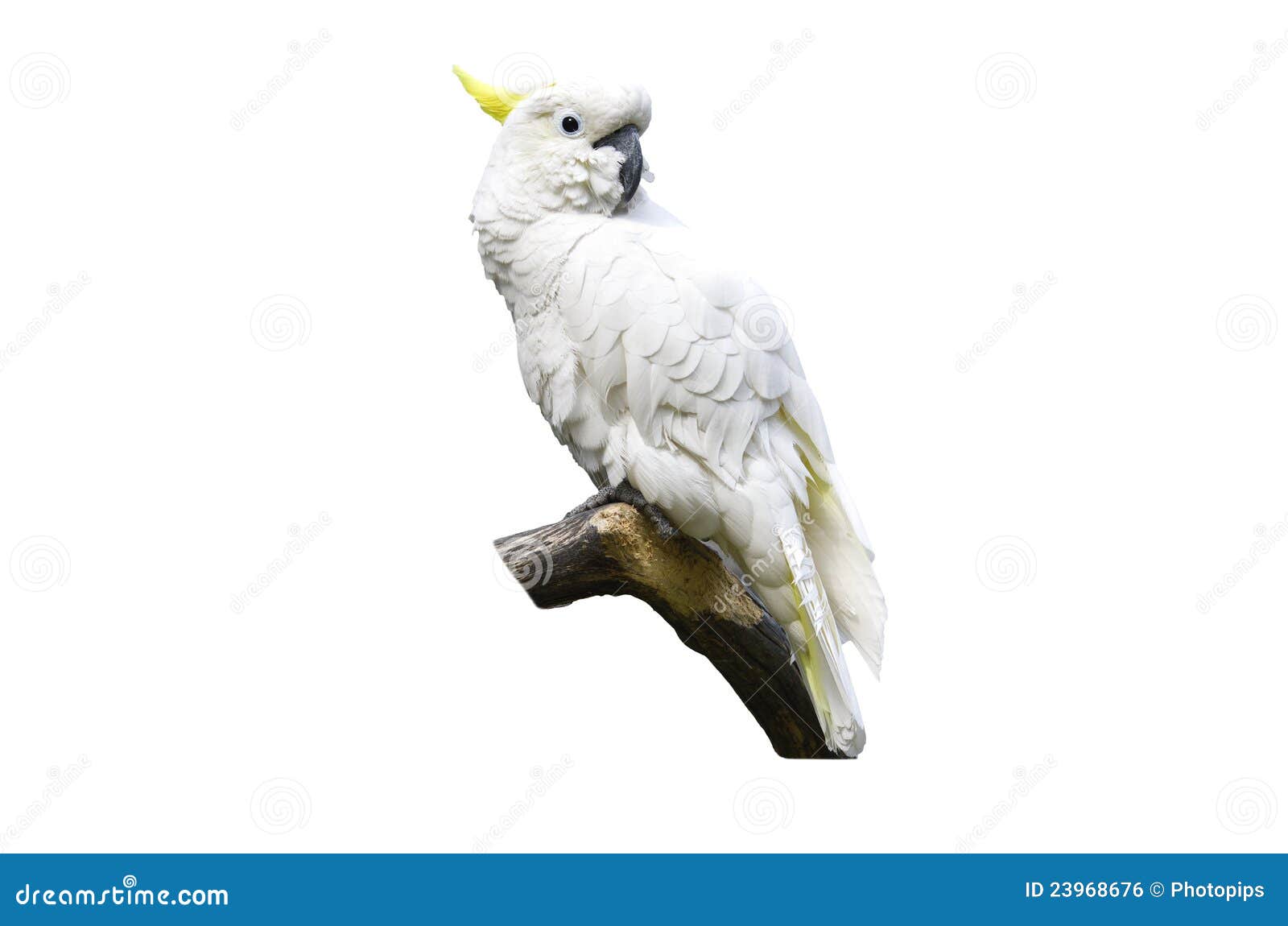 Loro blanco foto de archivo. Imagen de parque, mascotas - 23968676