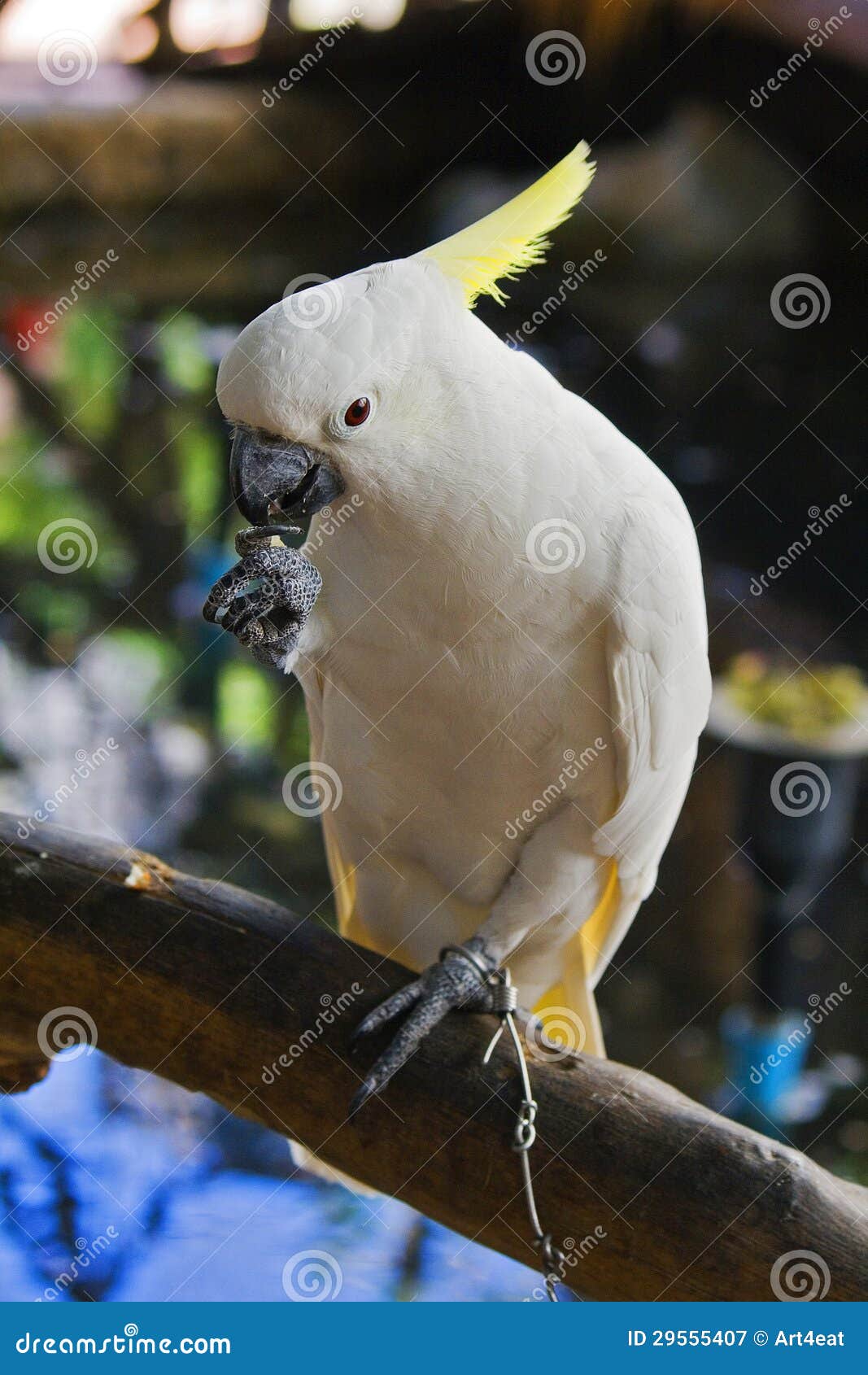 Loro blanco imagen de archivo. Imagen de primer, amarillo - 29555407