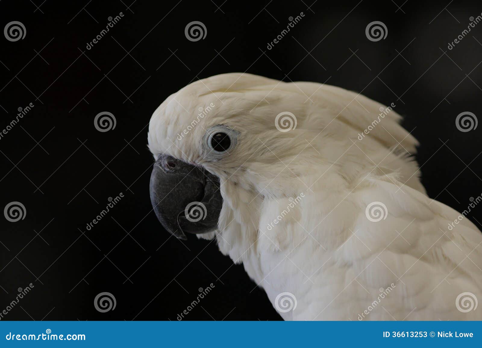 Loro blanco imagen de archivo. Imagen de machacar, pico - 36613253