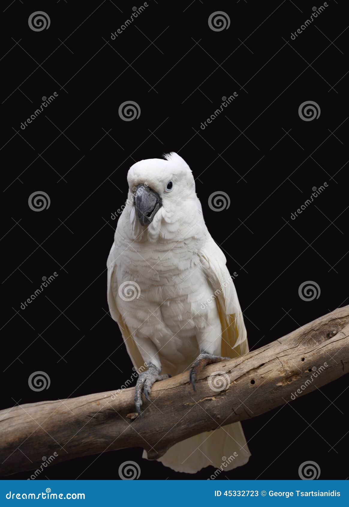 Loro blanco imagen de archivo. Imagen de cubo, subtropical - 45332723