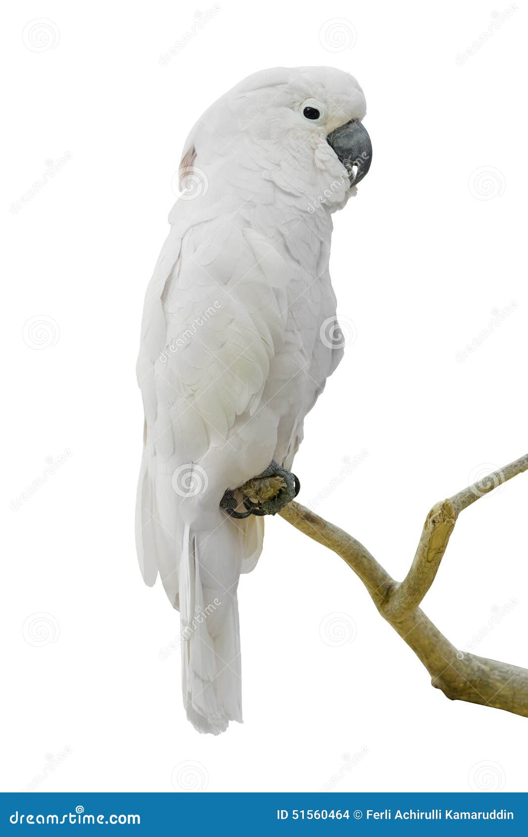 Loro blanco foto de archivo. Imagen de hermoso, aislado - 51560464