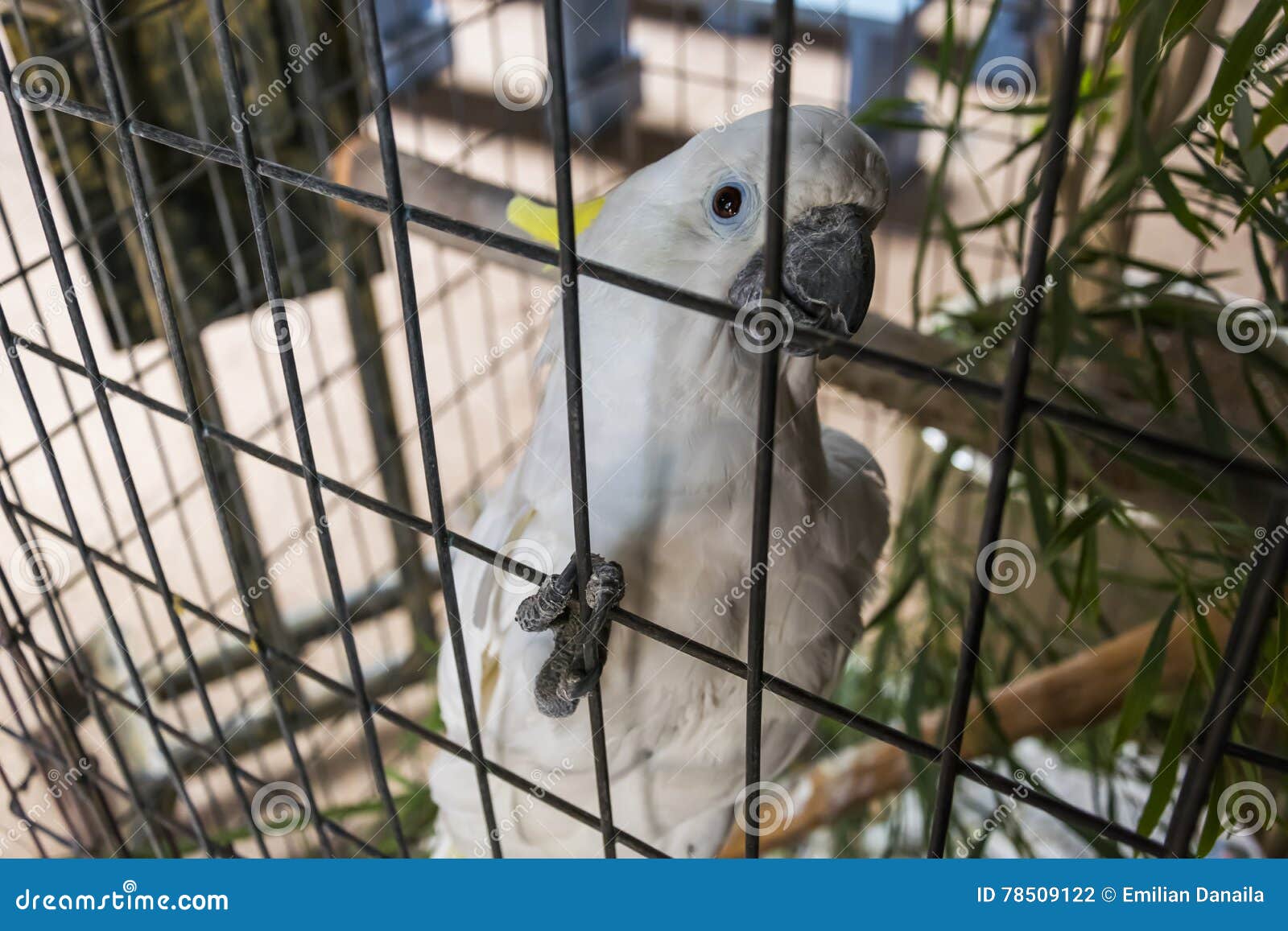 Loro blanco en cautiverio foto de archivo. Imagen de retrato - 78509122