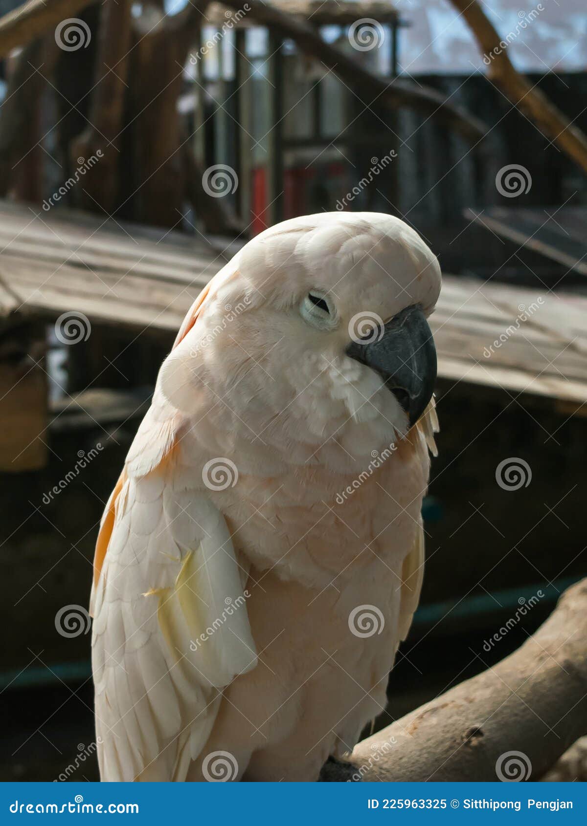 Loro Blanco Sobre La Madera Imagen de archivo - Imagen de borneo, vida ...