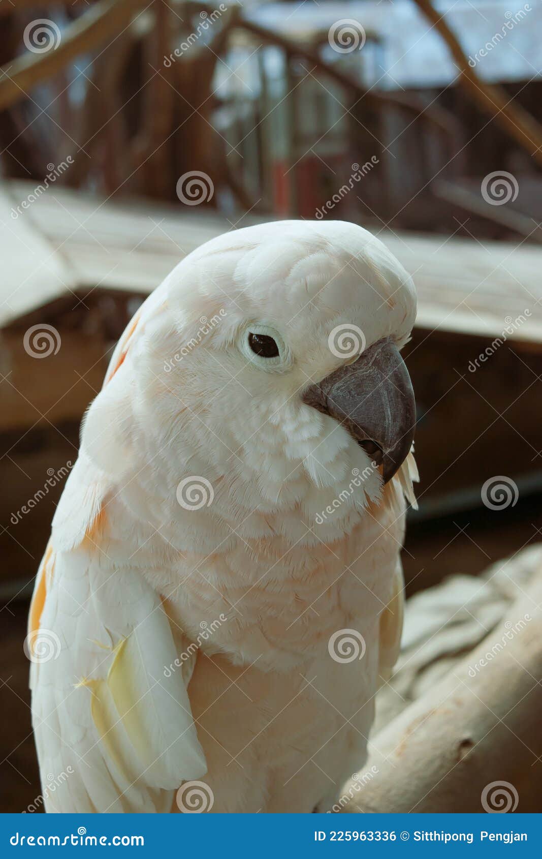 Loro Blanco Sobre La Madera Foto de archivo - Imagen de cuidado ...