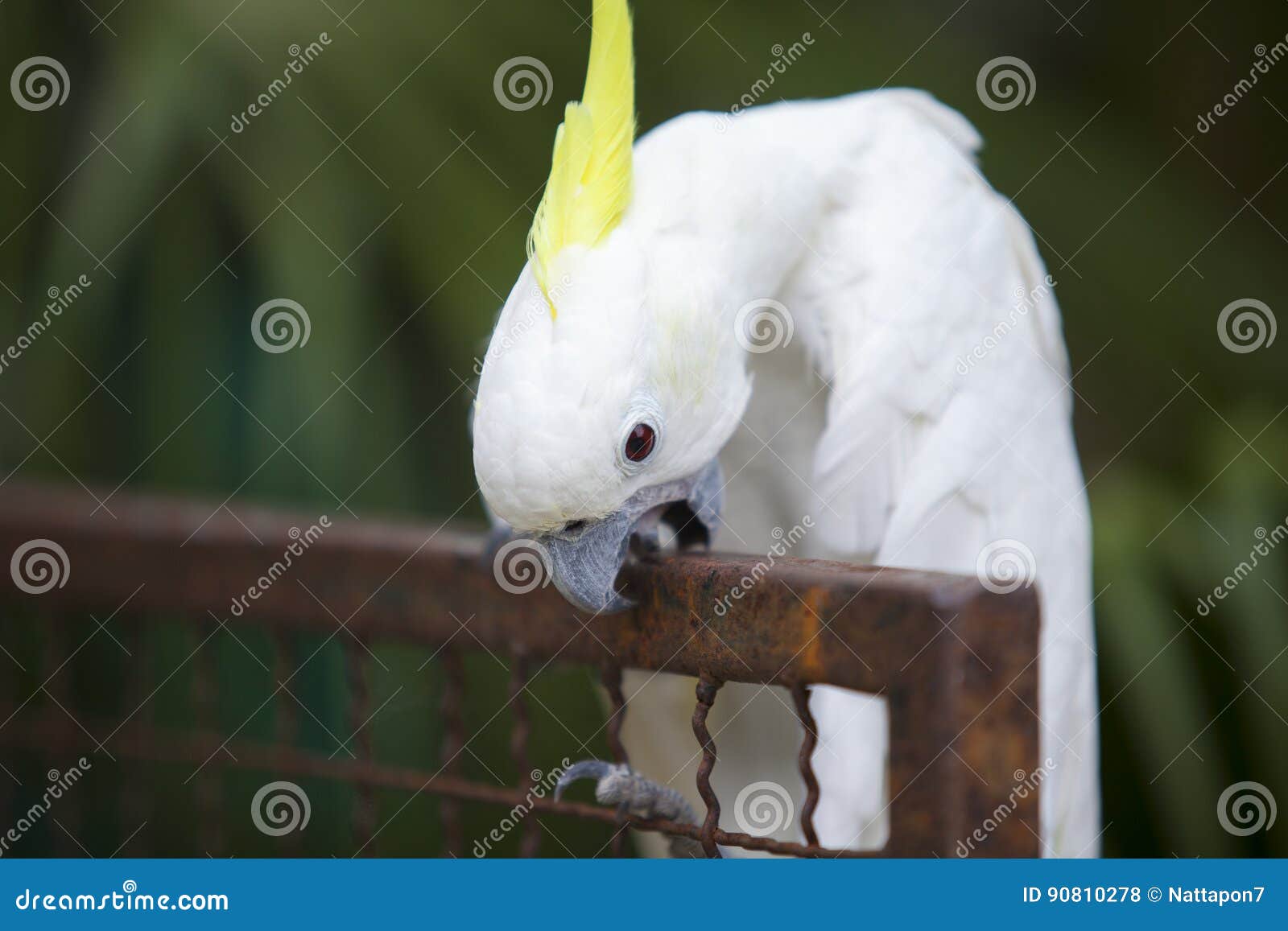 Loro Blanco Travieso Lindo En Tailandia Foto de archivo - Imagen de ...