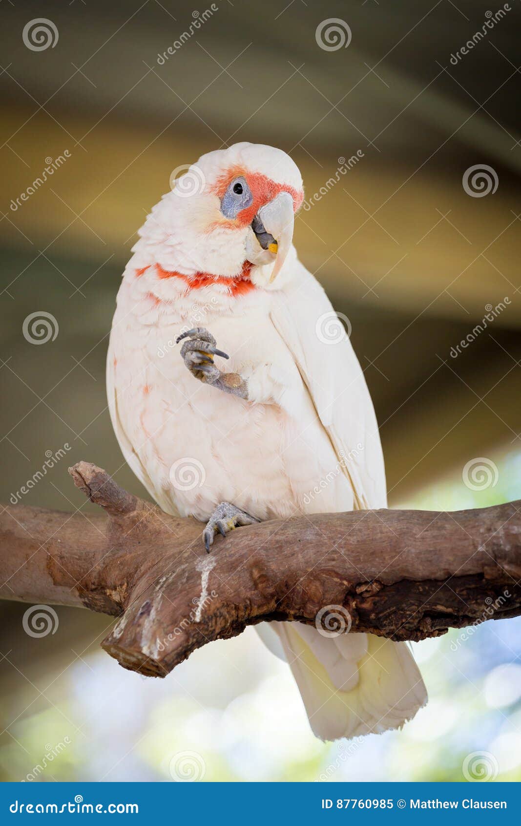 Loro blanco y rosado imagen de archivo. Imagen de ruidoso - 87760985