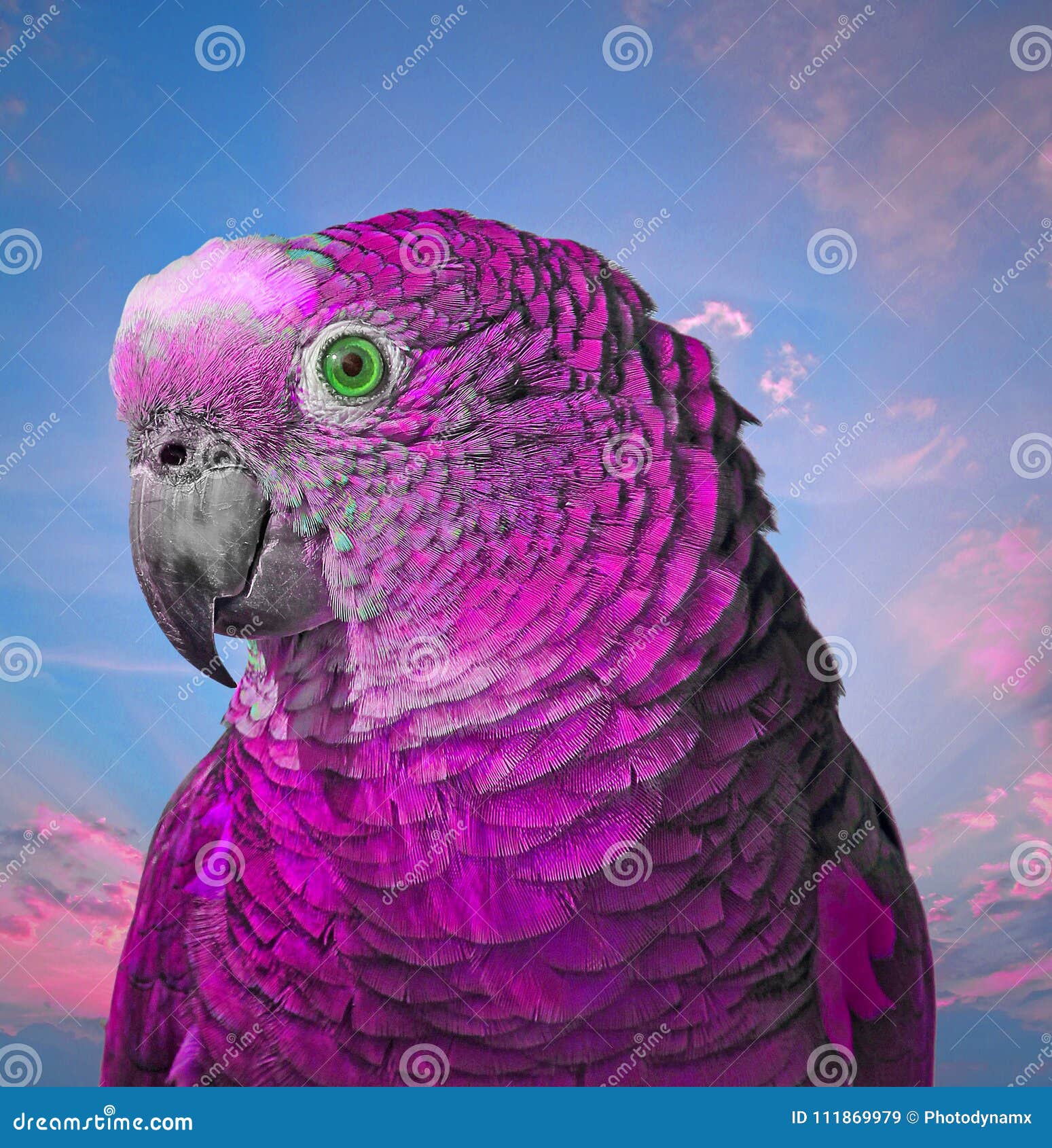 Loro Bonito Ultravioleta Del Muchacho Imagen de archivo - Imagen de ...