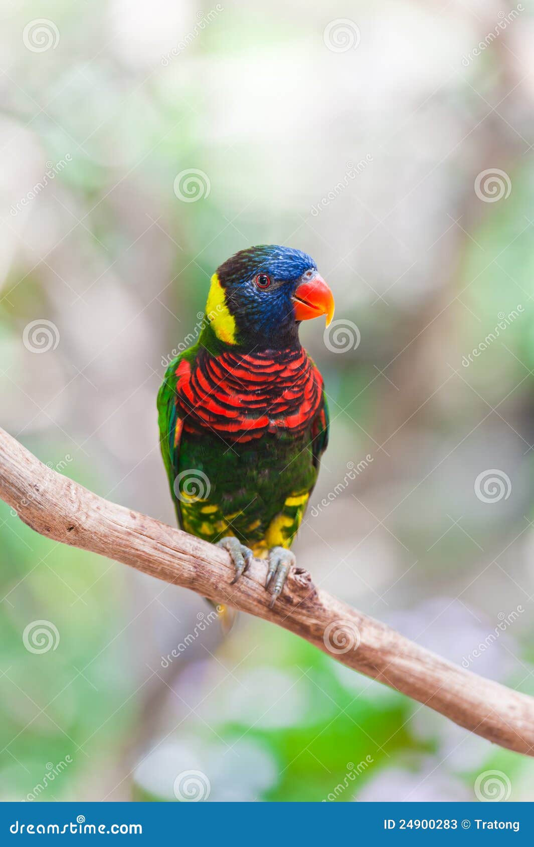 Loro colorido imagen de archivo. Imagen de colorido, perca - 24900283