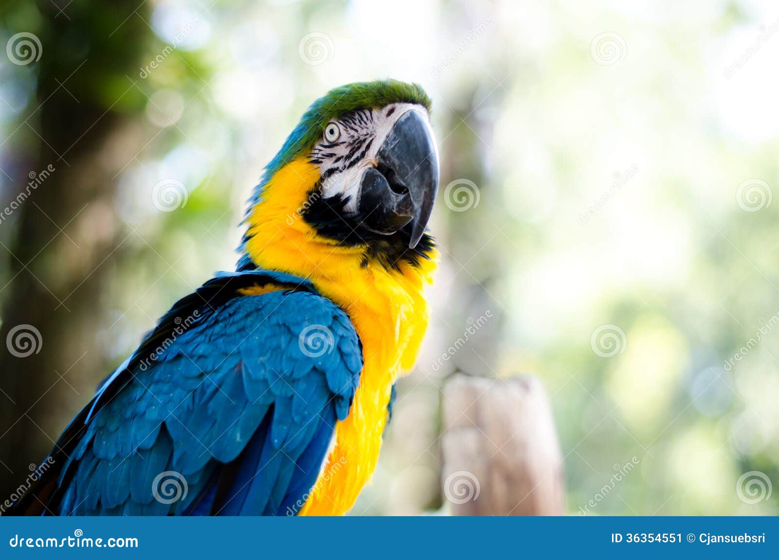 Loro colorido imagen de archivo. Imagen de pico, belleza - 36354551