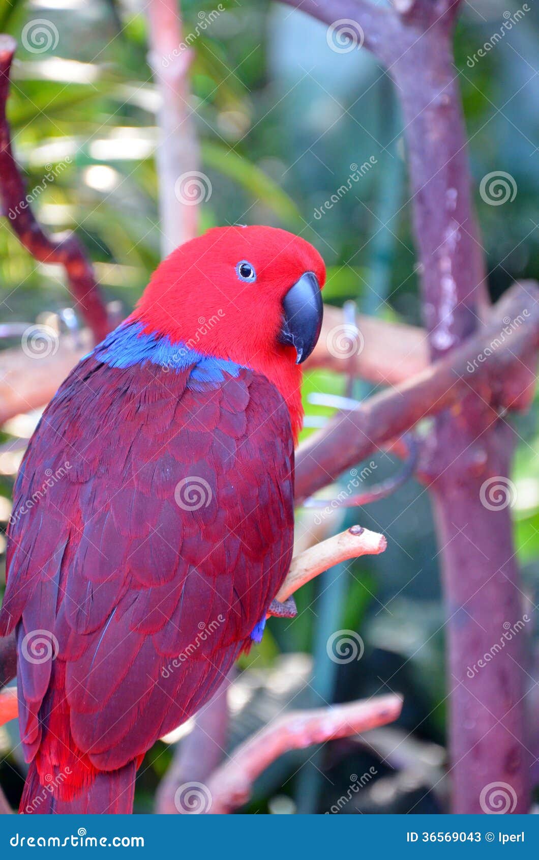 Loro colorido del eclectus imagen de archivo. Imagen de belleza - 36569043