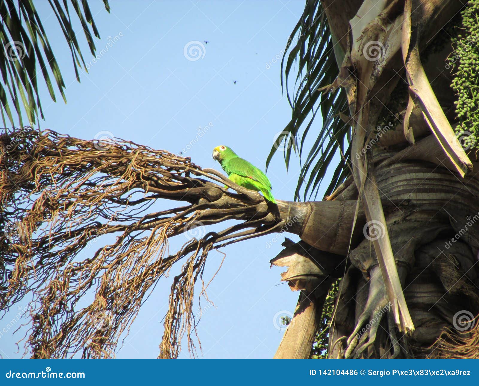 Pitier Venezuela Stock Photos - Free & Royalty-Free Stock Photos from ...