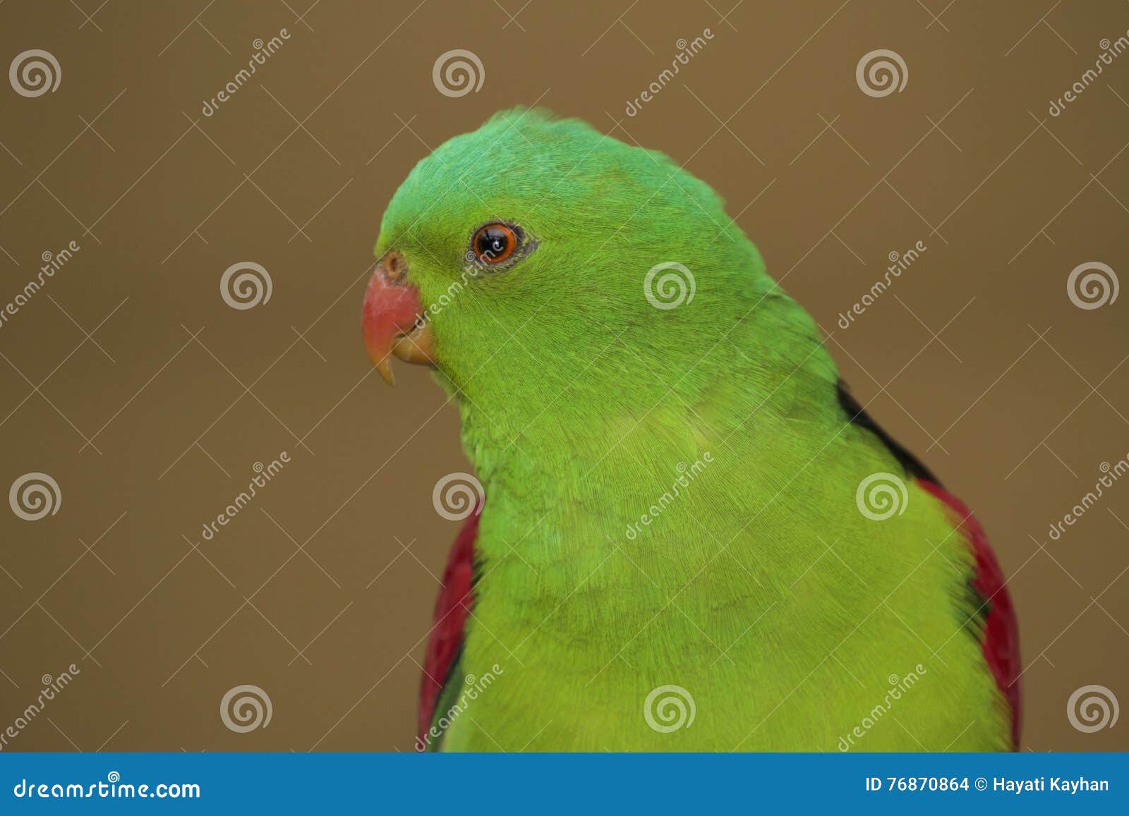 Loro De Alas Rojas, Cierre Encima De La Imagen Foto de archivo - Imagen ...