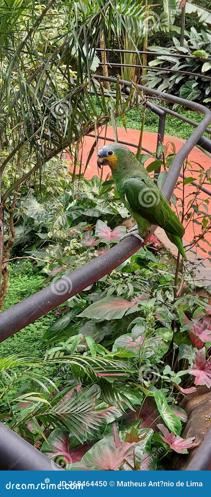 Loro De Amazon Rainforest Brasil Foto de archivo - Imagen de amazonas ...