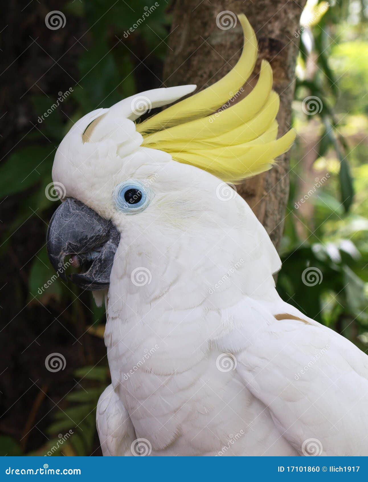 Loro de cockatoo blanco foto de archivo. Imagen de lindo - 17101860