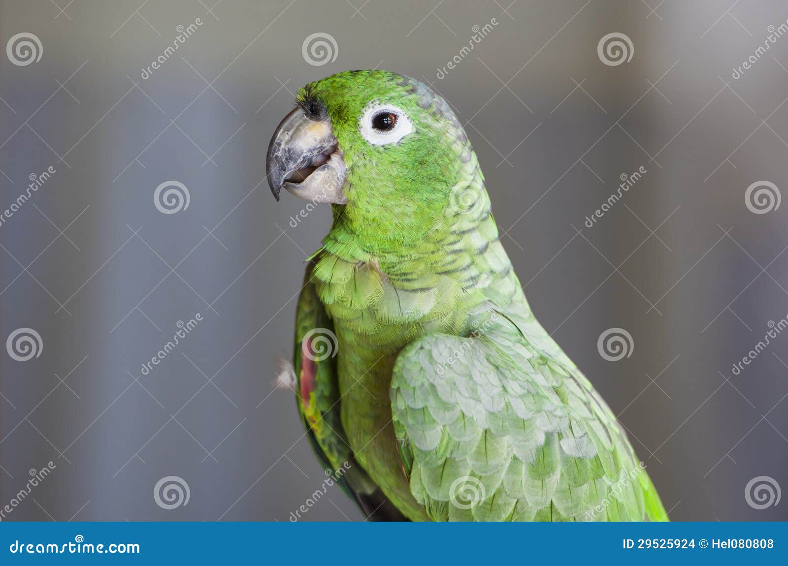 Loro del Amazonas foto de archivo. Imagen de cara, cubo - 29525924