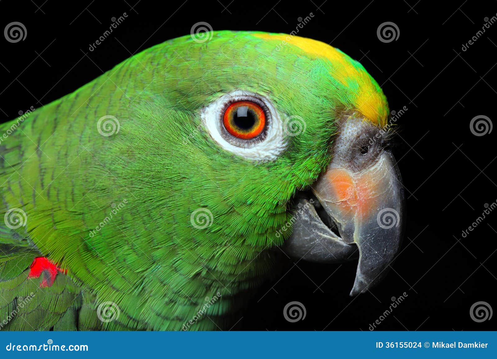 Loro del Amazonas foto de archivo. Imagen de imagen, estudio - 36155024