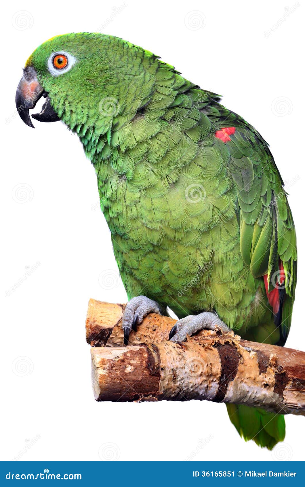 Loro del Amazonas imagen de archivo. Imagen de clima - 36165851