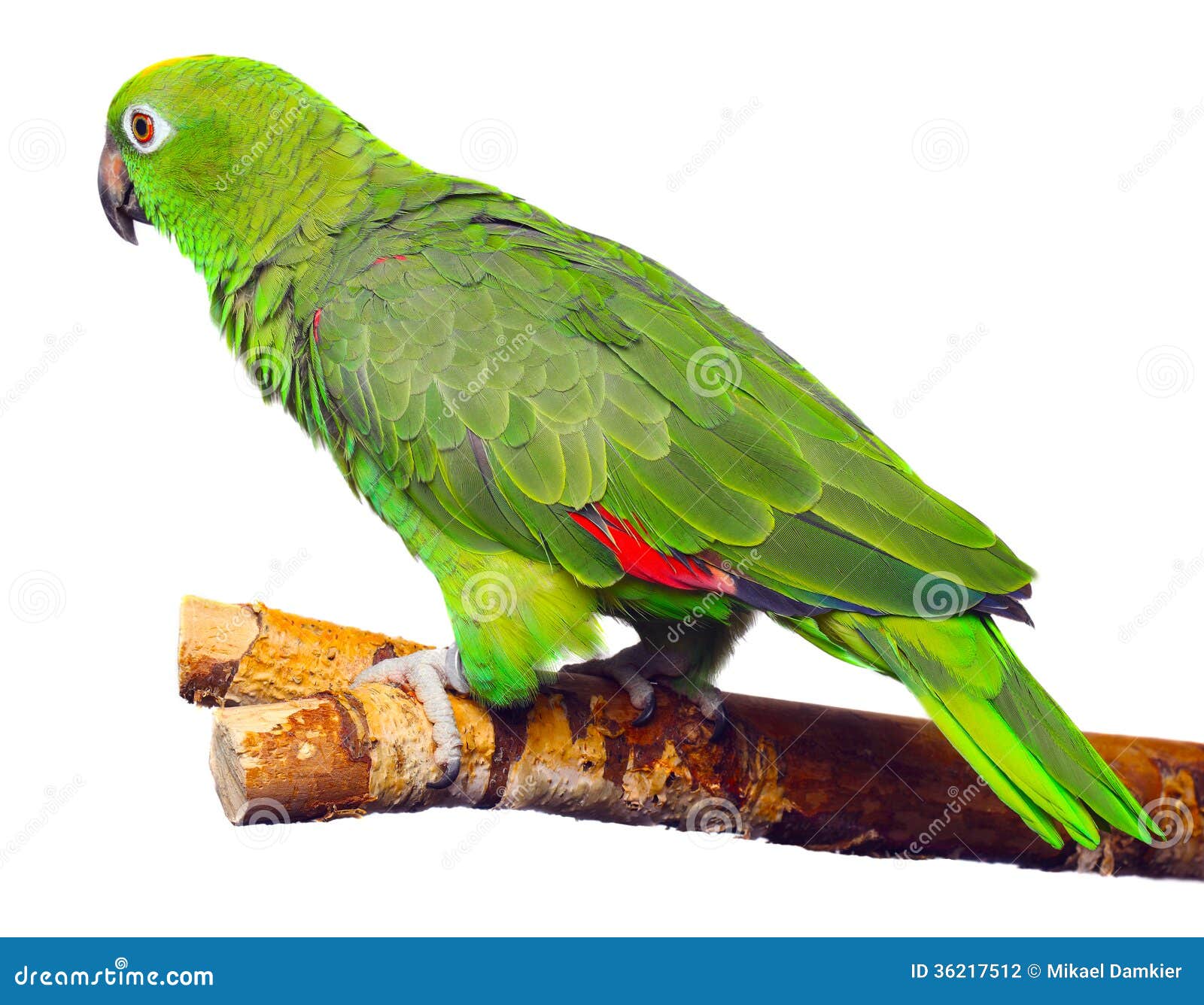 Loro del Amazonas foto de archivo. Imagen de doméstico - 36217512