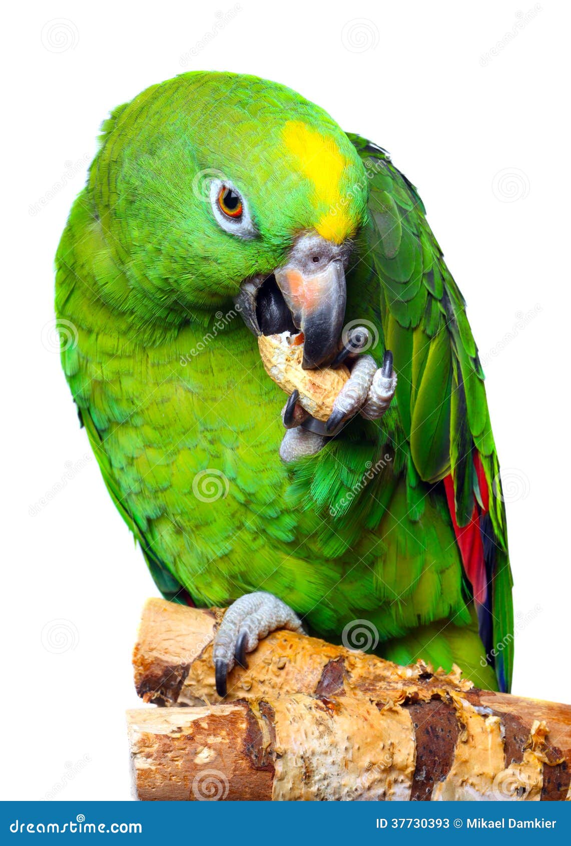 Loro del Amazonas imagen de archivo. Imagen de doméstico - 37730393