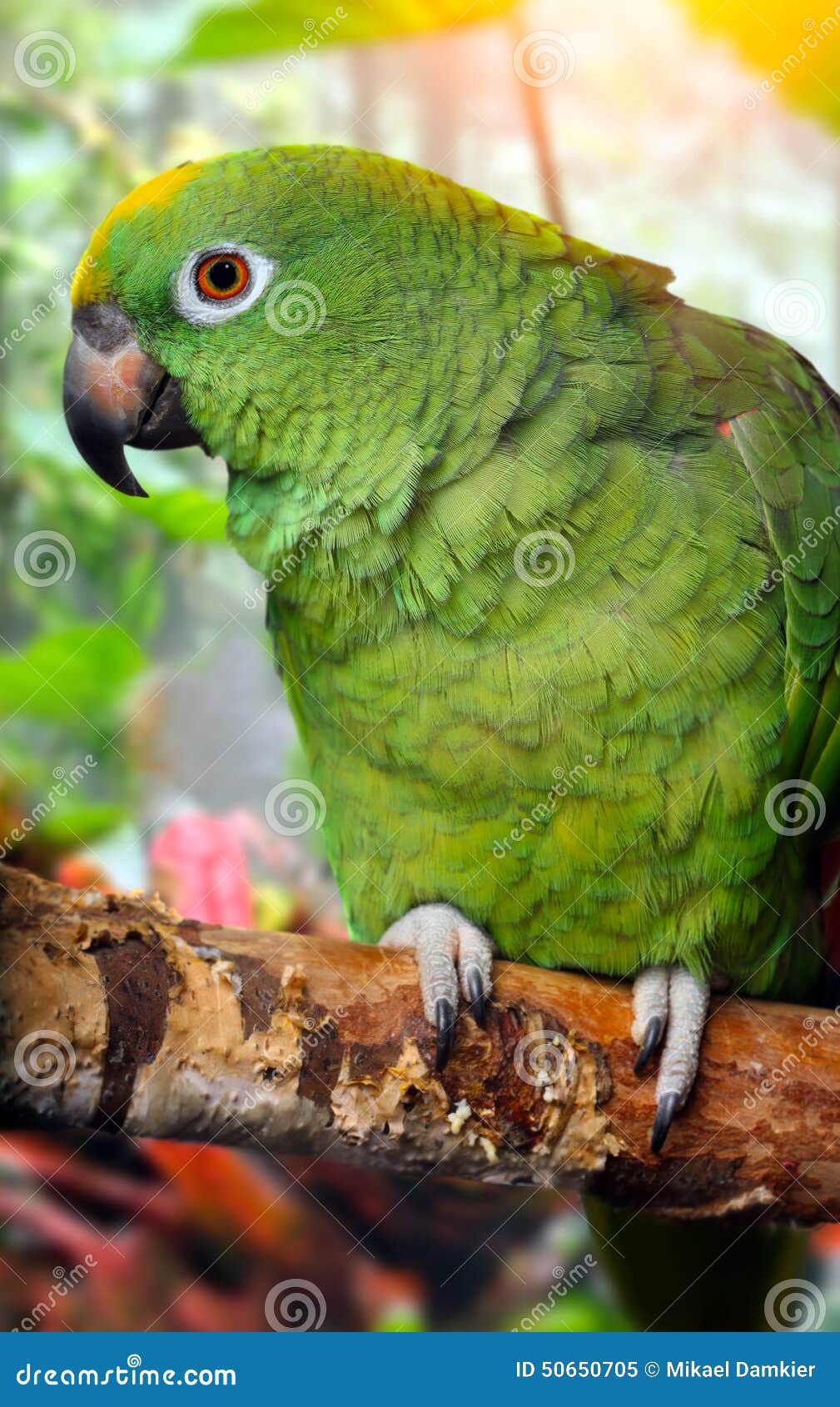 Loro del Amazonas imagen de archivo. Imagen de loro, vibrante - 50650705