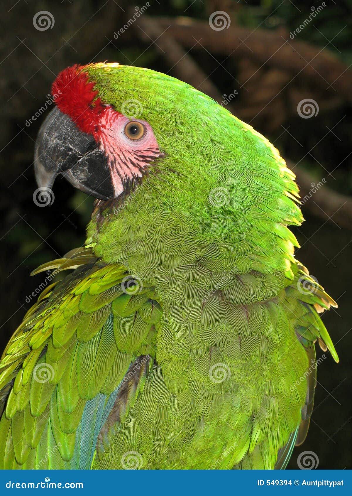 Loro del Amazonas foto de archivo. Imagen de loro, primer - 549394