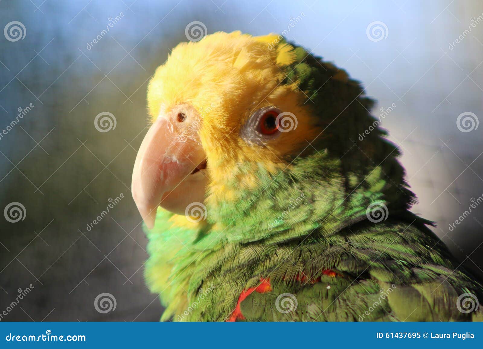 Loro del Amazonas imagen de archivo. Imagen de animal - 61437695