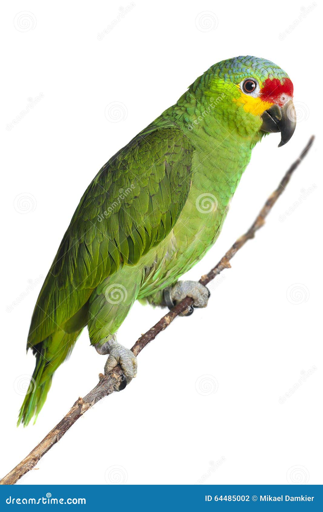 Loro del Amazonas foto de archivo. Imagen de hermoso - 64485002