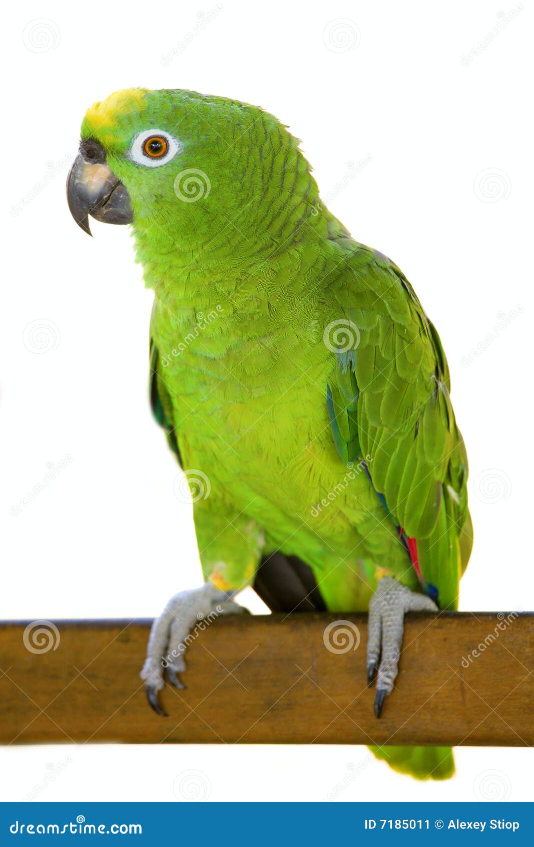 Loro del Amazonas imagen de archivo. Imagen de amazonas - 7185011