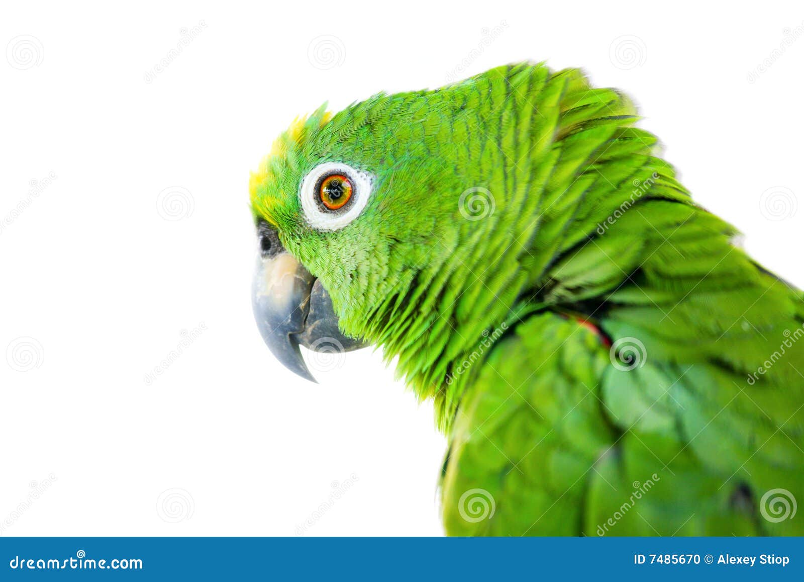 Loro del Amazonas foto de archivo. Imagen de loro, hermoso - 7485670