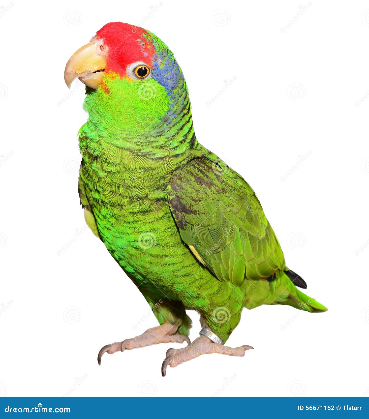 Loro Del Amazonas En Un Fondo Blanco Foto de archivo - Imagen de pista ...