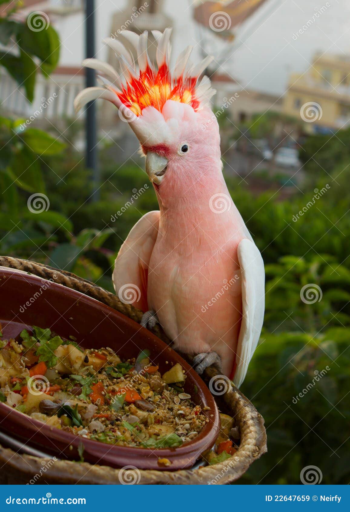 Loro del Cacatua imagen de archivo. Imagen de tropical - 22647659