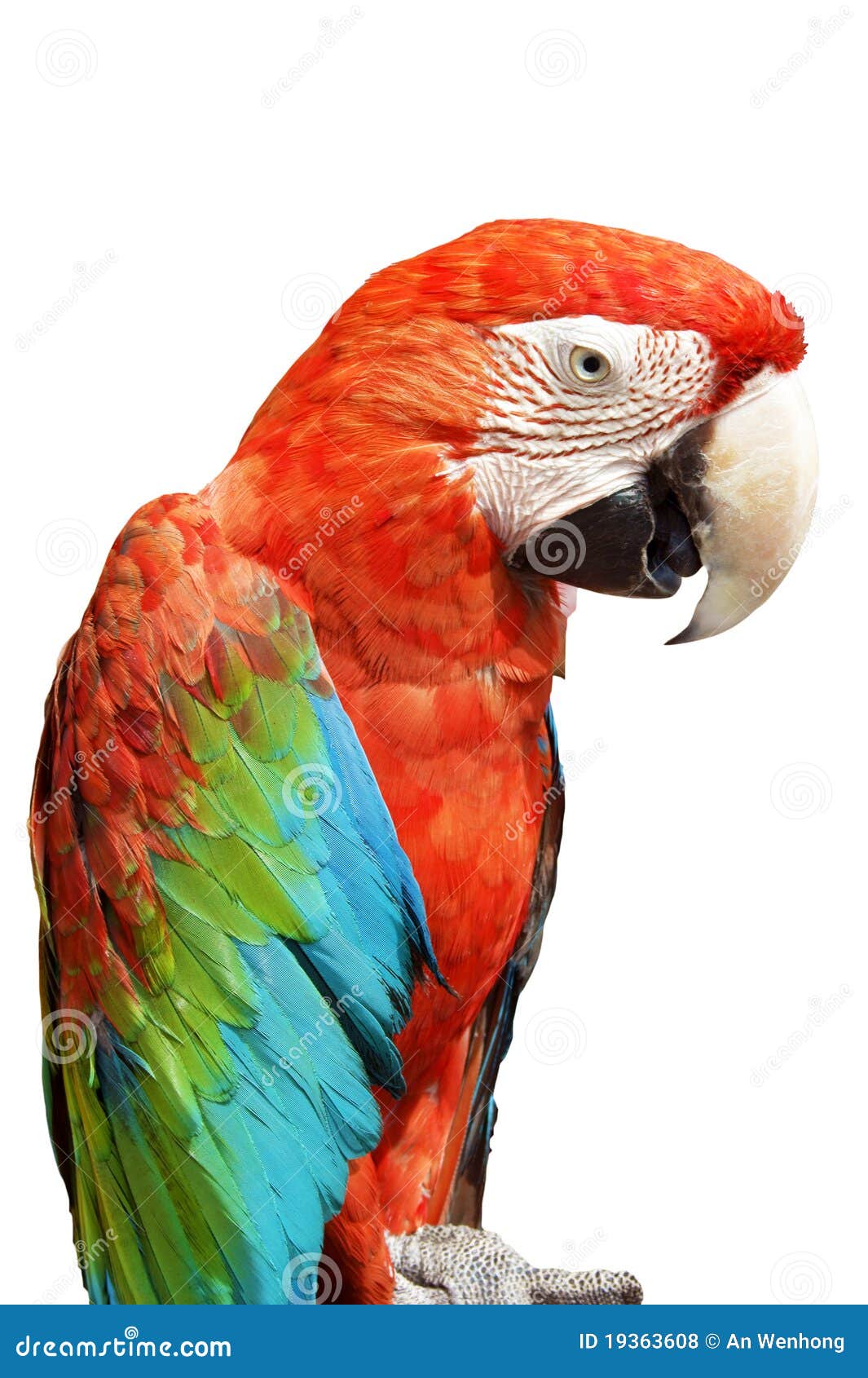 Loro del color foto de archivo. Imagen de loro, cierre - 19363608