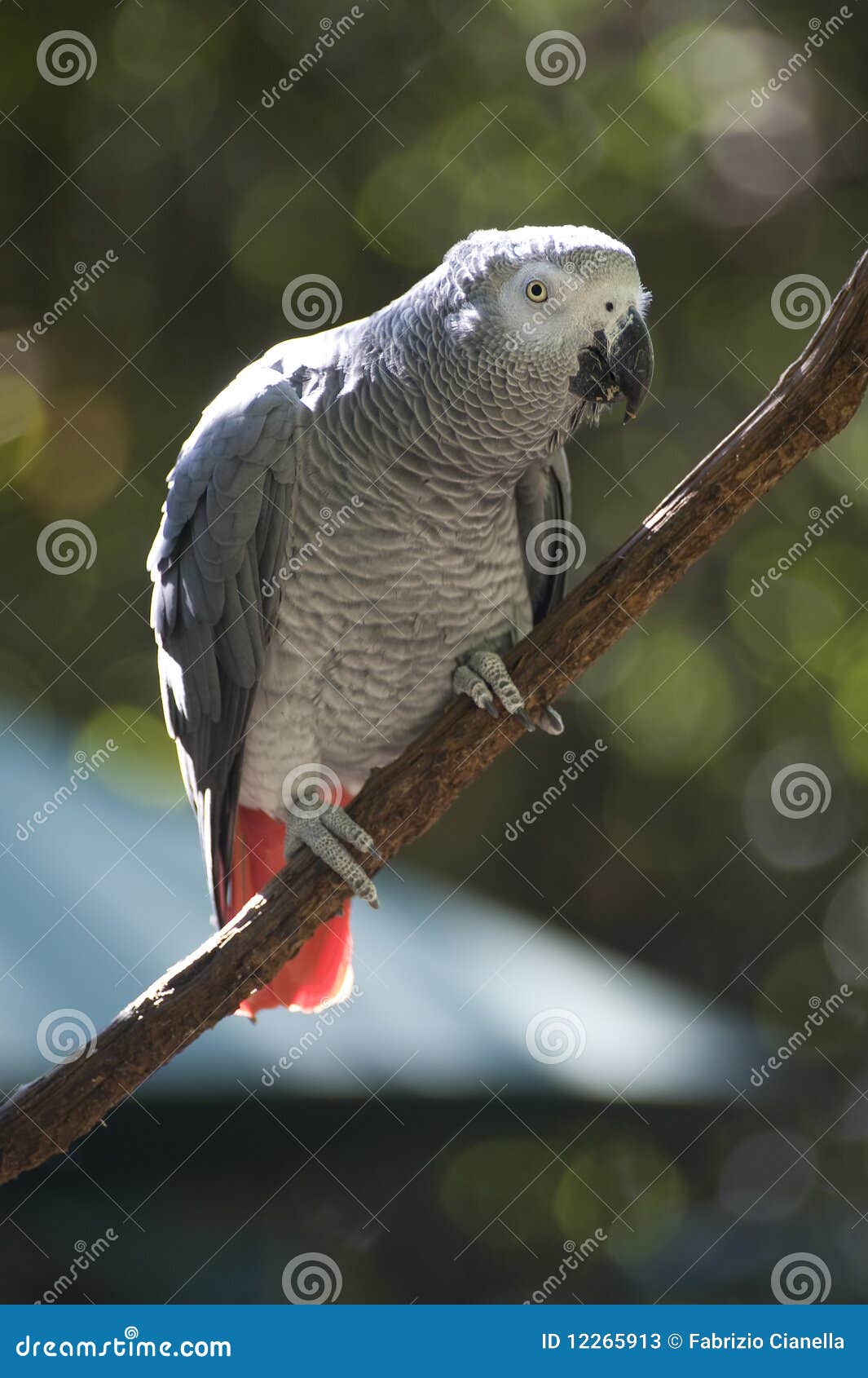 Loro del gris africano imagen de archivo. Imagen de gris - 12265913