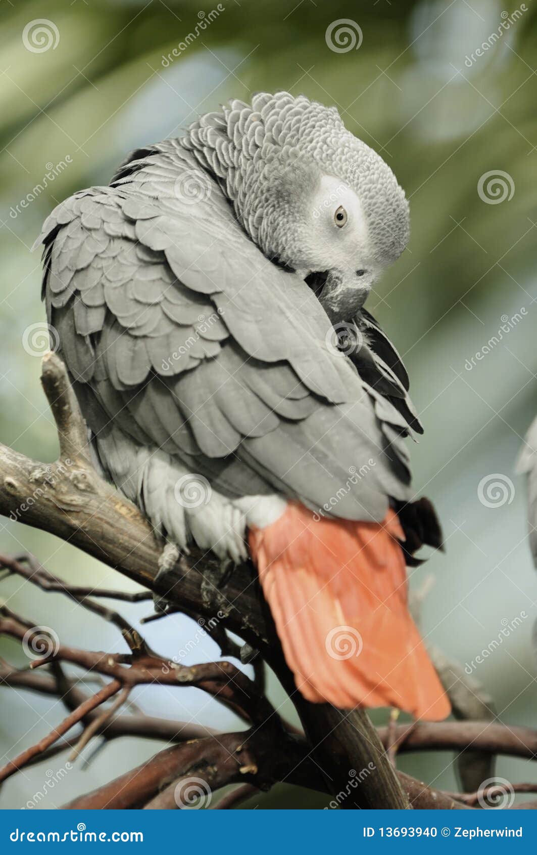 Loro del gris africano foto de archivo. Imagen de tropical - 13693940
